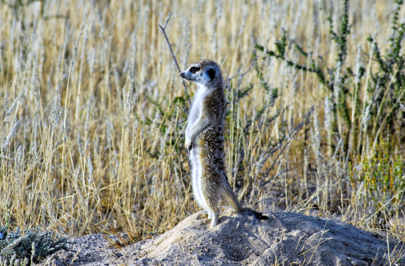 The Great Wildebeest Migration: Meerkats guarding