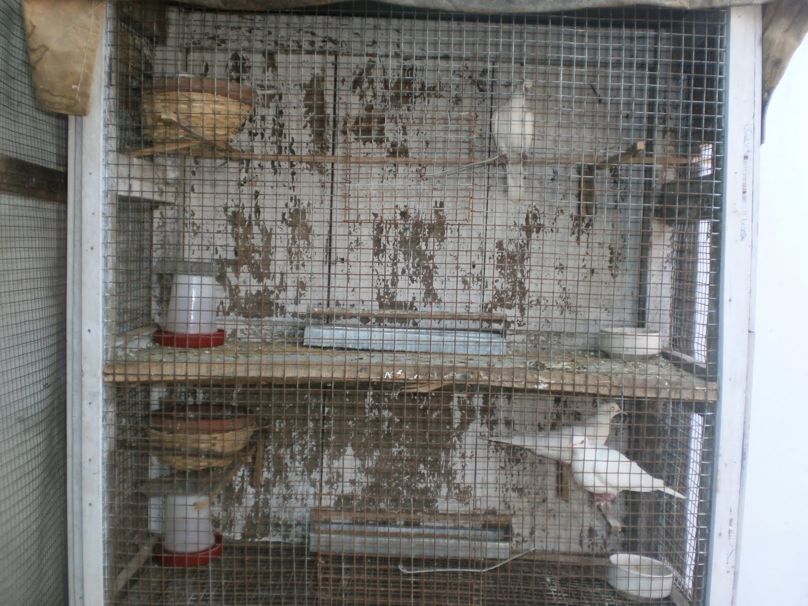 HYDERABAD BIRDS BREEDER: pictures of my aviary