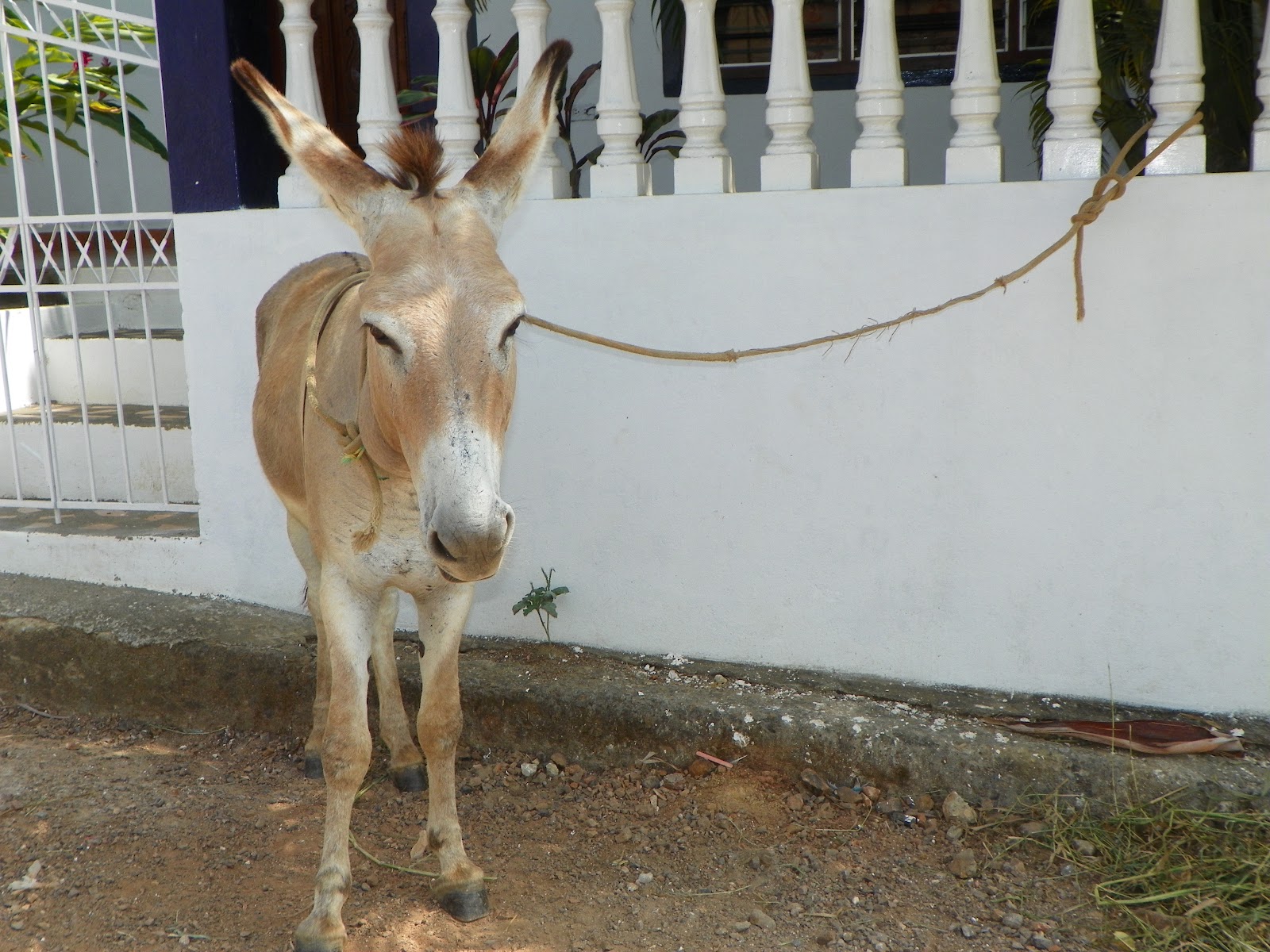 Historia de una burra calumniada