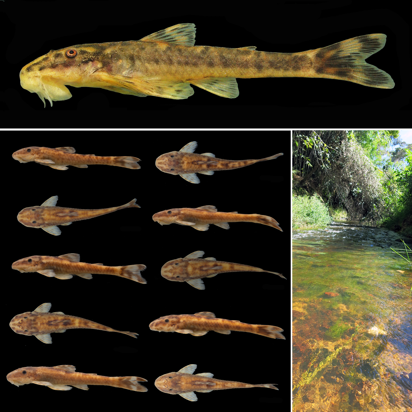 Species New to Science: [Ichthyology • 2020] Parotocinclus nandae • A ...