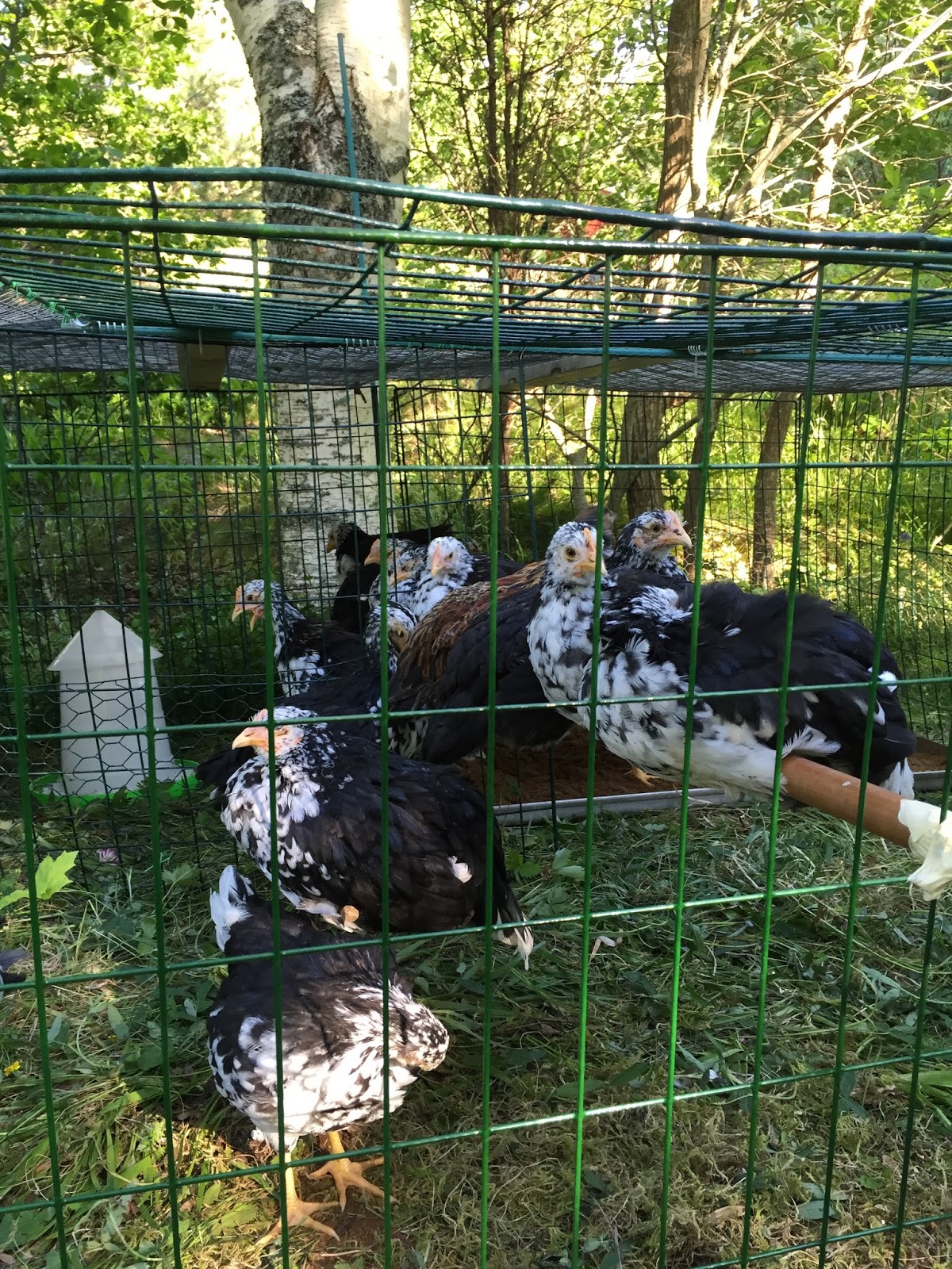 Fagerdala trädgård: Hög tid att gallra äpplen