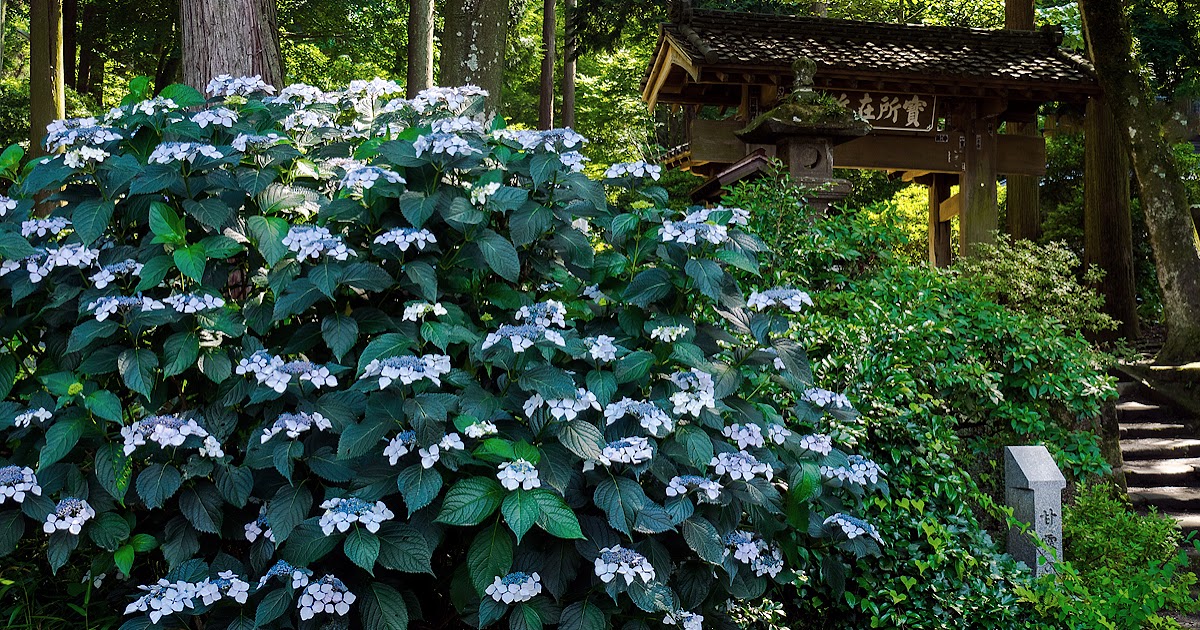 FROM THE GARDEN OF ZEN: Gaku-ajisai (Hydrangea macrophylla): Jochi-ji