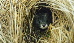 Din Delta Dunării: Nurca Europeană