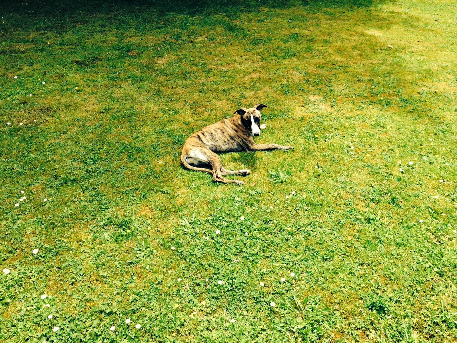 Whippets High on Emotion: Die "O's" im neuen Zuhause (2)