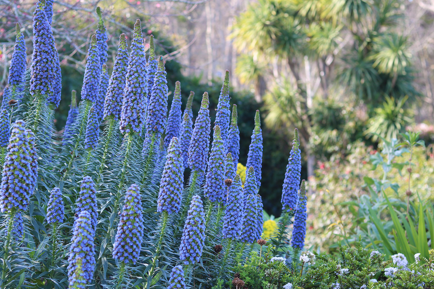 66 Square Feet (Plus): Pride of Madeira