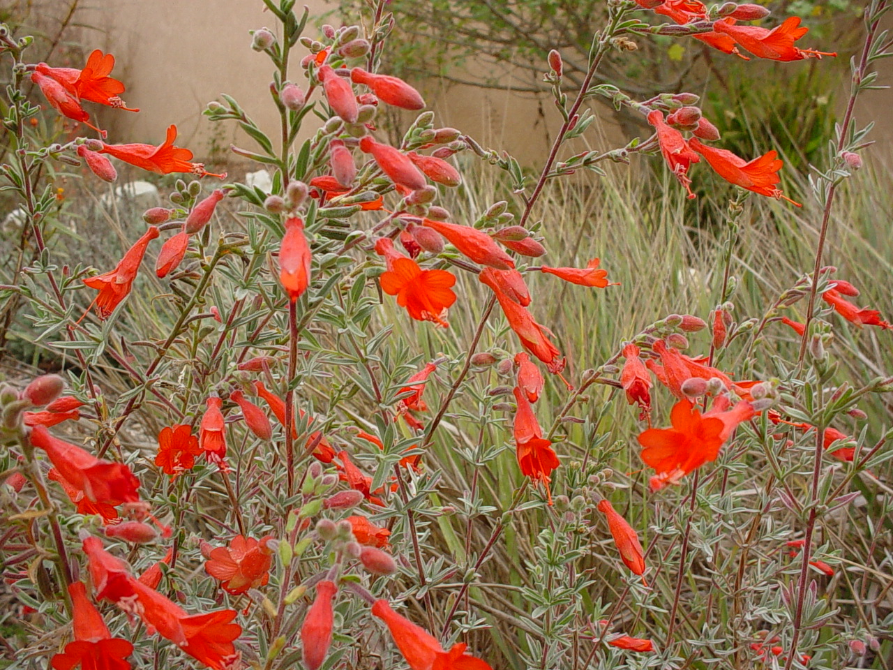 Mother Nature's Montrose Garden: Plant of the Month (September ...