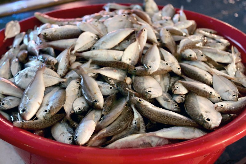 The other side of variety | dead-hungry