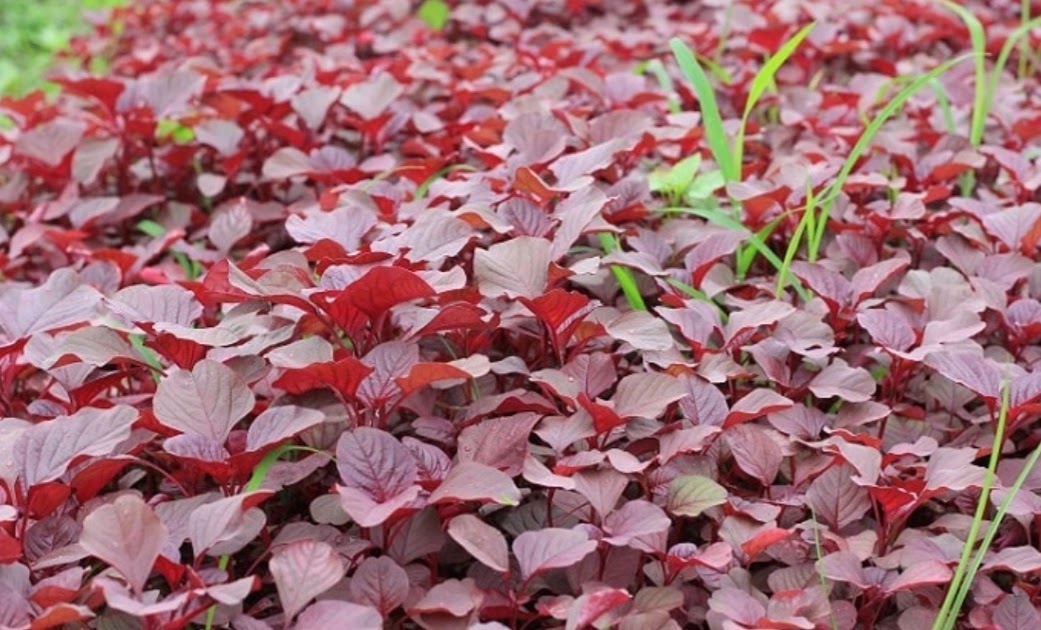 Cara Menanam dan Merawat Bayam Merah Segar Sepanjang Tahun - DWI PURWANTO