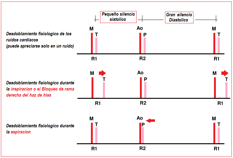 Auscultación Cardíaca. Generalidades Parte 1 ~ PreveCOR