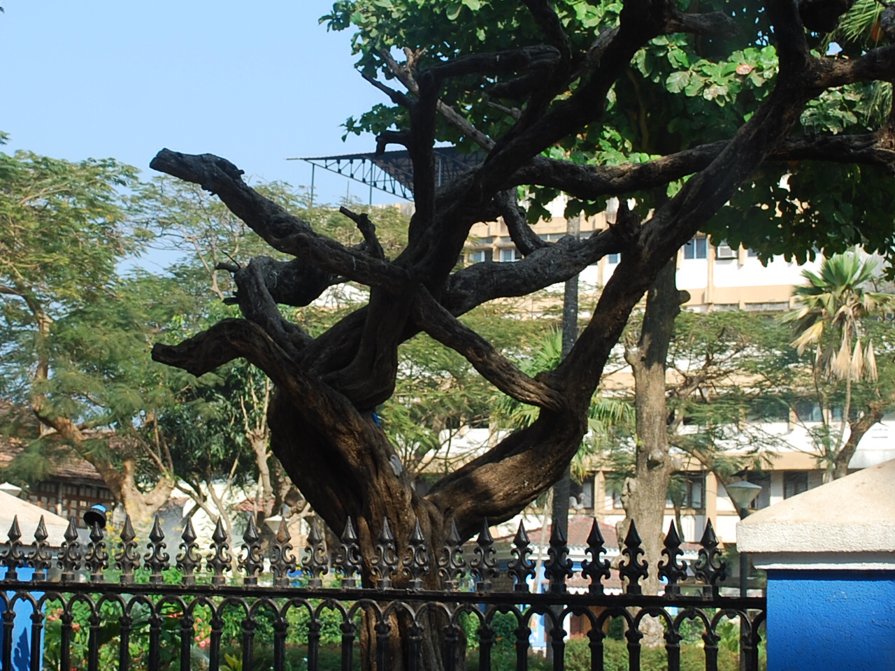 TōnFerns - A Nostalgic Journey (Tony Fernandes): Panjim City Garden ...