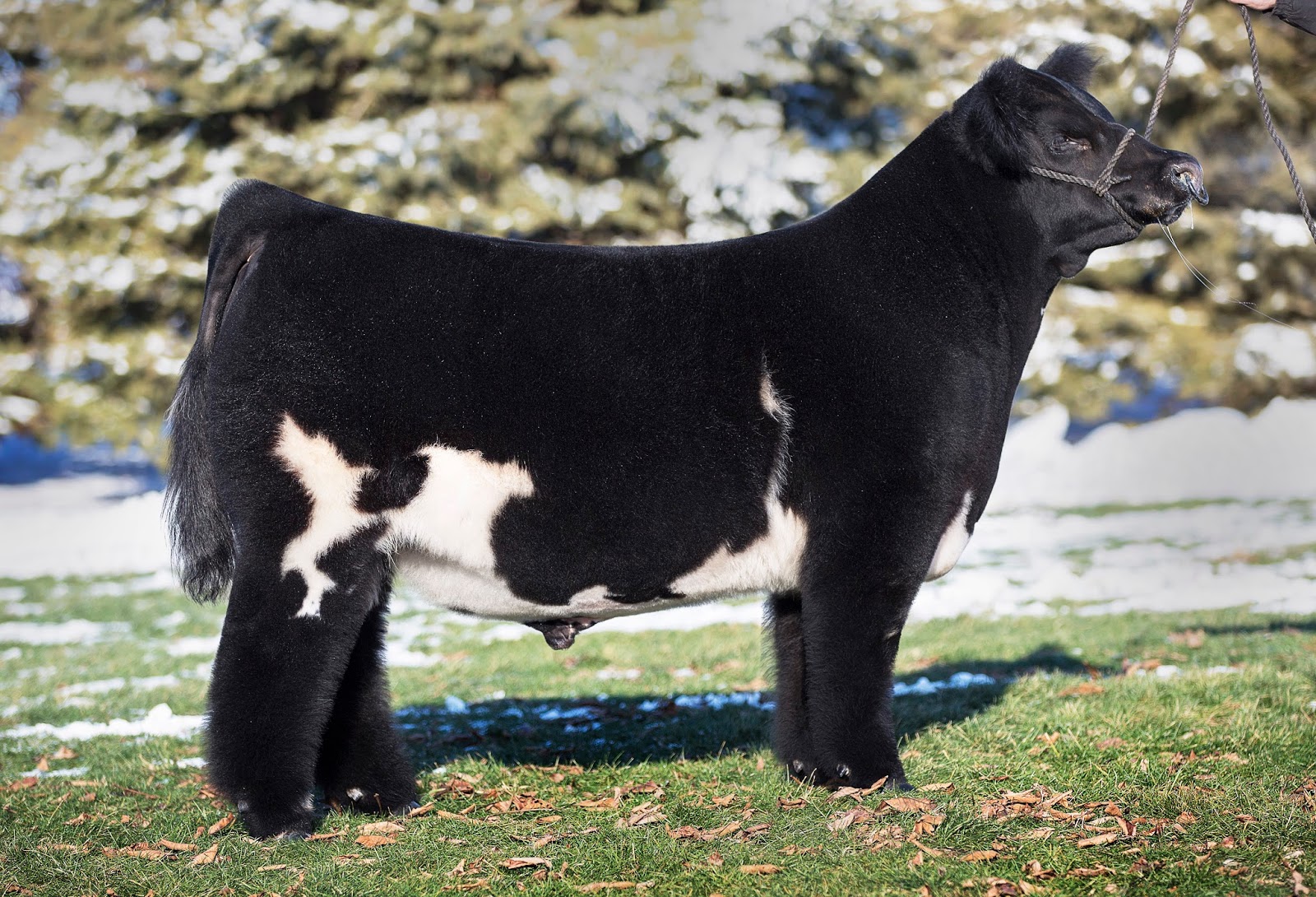 RCC Blog: Rodgers Bulls