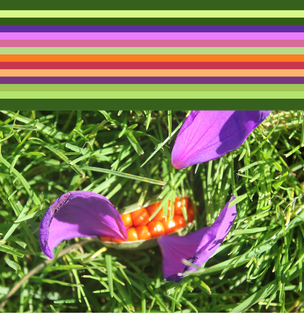 Swag Split Complementary Color Scheme Swag Split Complementary Color Scheme