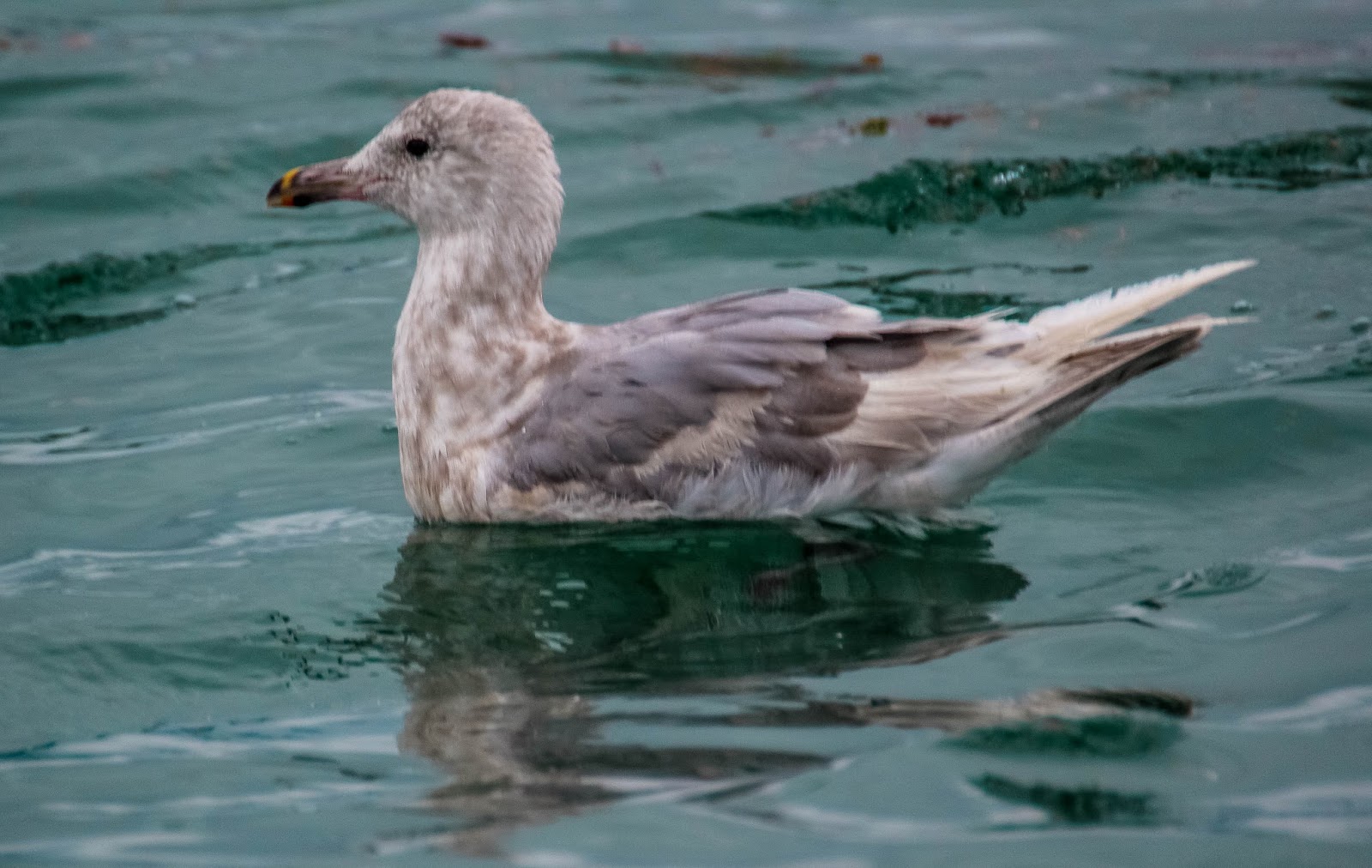 Cannundrums: Glaucous-Winged Gull