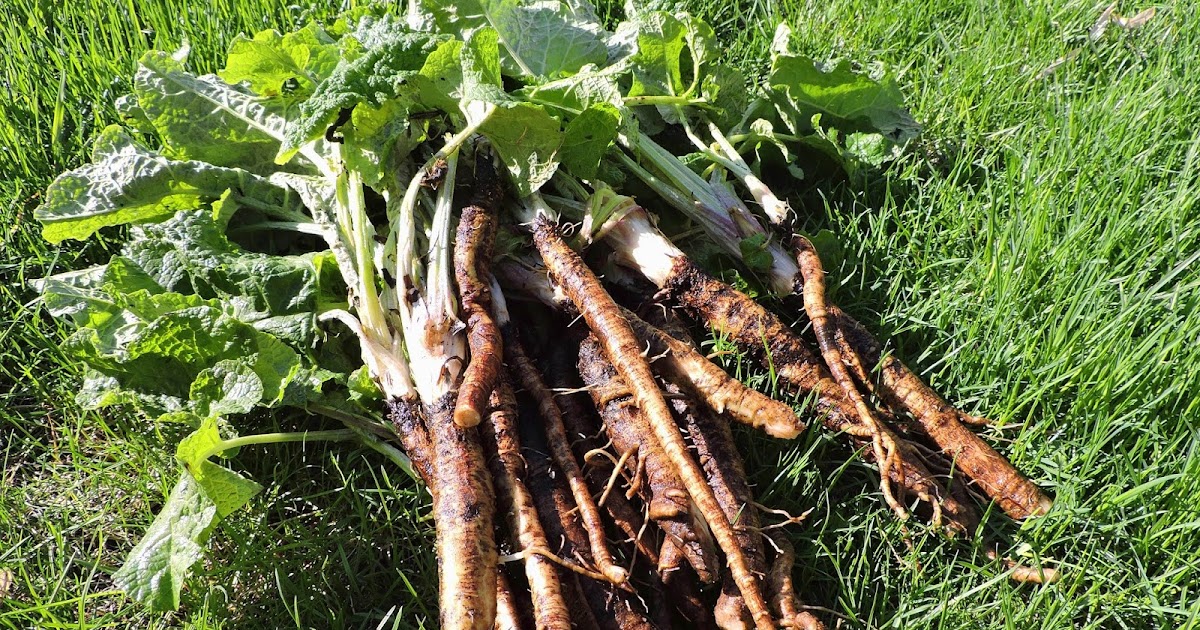 burdock root medicine + harvesting + tincture making + drying
