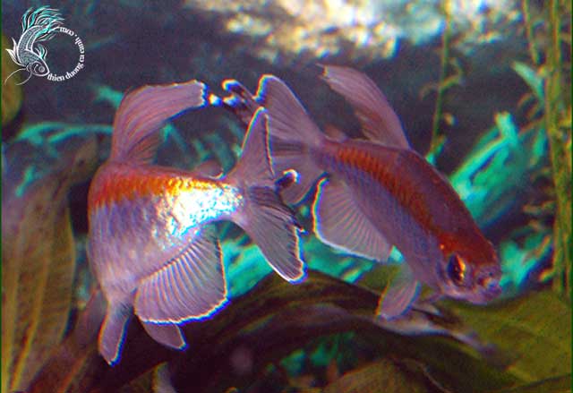 Thiên Đường Cá Cảnh: Cá công gô đẹp - Congo fish