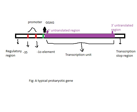 A typical gene structure - Genetic Engineering School