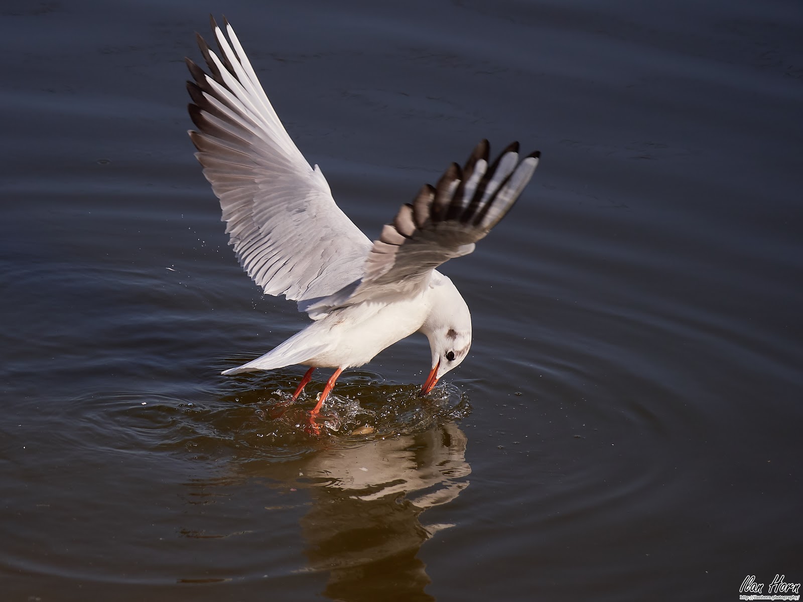 Gull Fishing with Reflection