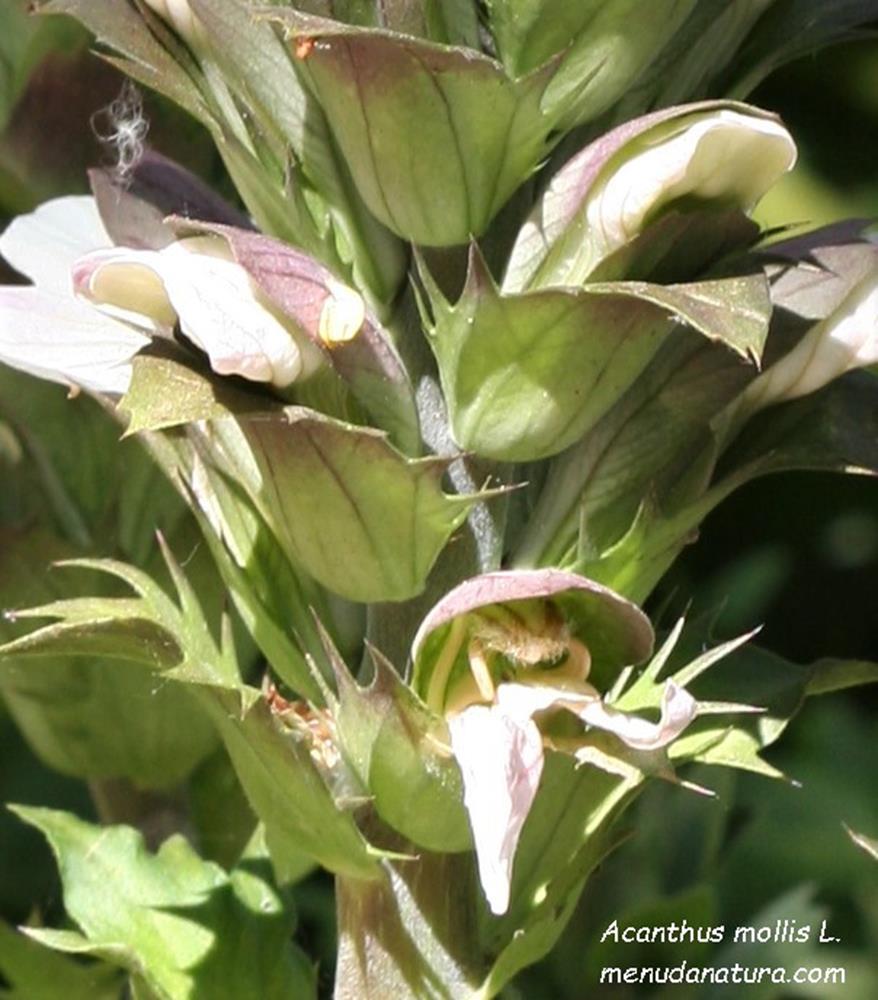 Menuda Natura: Acanthus mollis L.