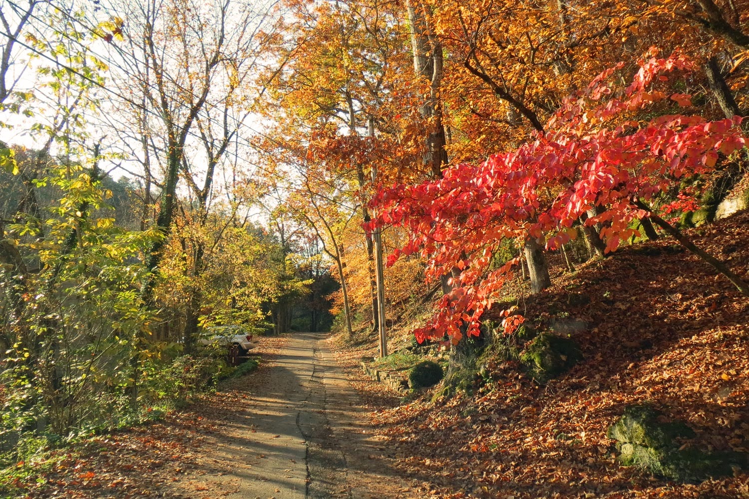 An Arkies Musings: Arkansas Autumn