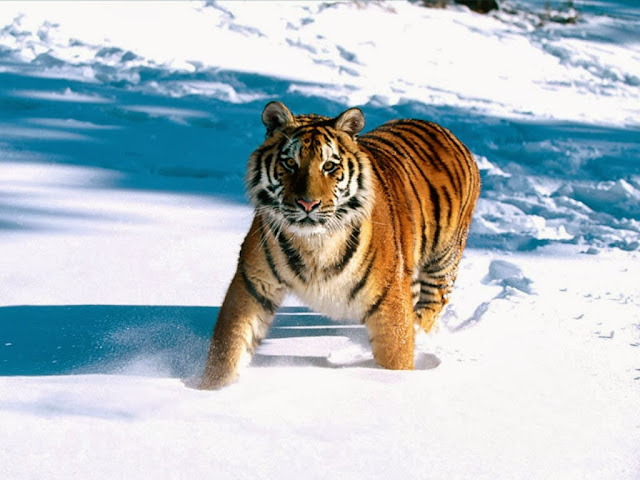 Ruščina: Sibirski tiger