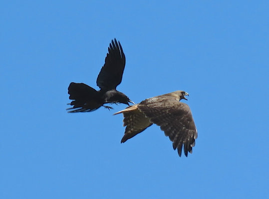 பருந்தாக இருப்போம்