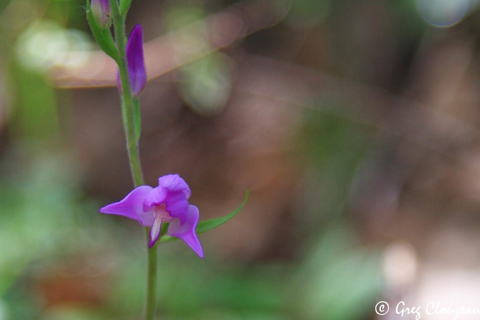[ESPECE] La Céphalanthère rouge, une orchidée délicate et rare à ...