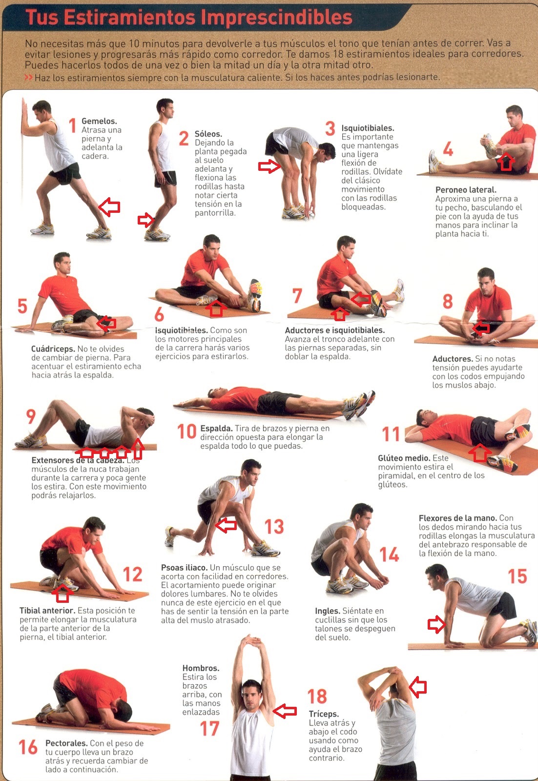 EDUCACIÓN FÍSICA: ESTIRAMENTOS BÁSICOS E IMPRESCINDIBLES