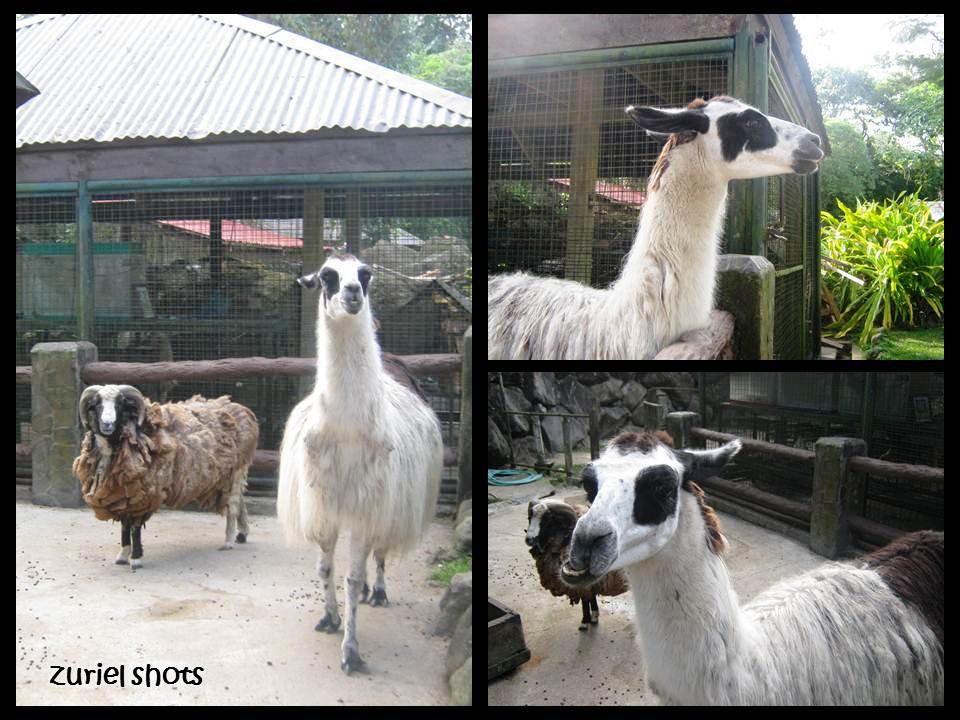 Zuriel Shots: The Animal Farm