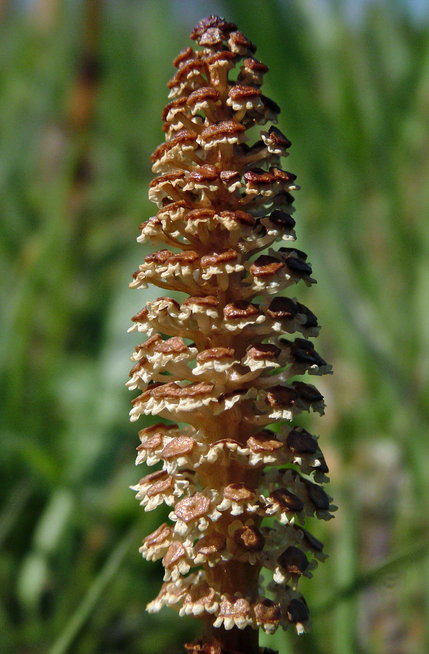 Jozef van der Heijden - Natuurfotografie: Vruchtbare Heermoes spruiten ...