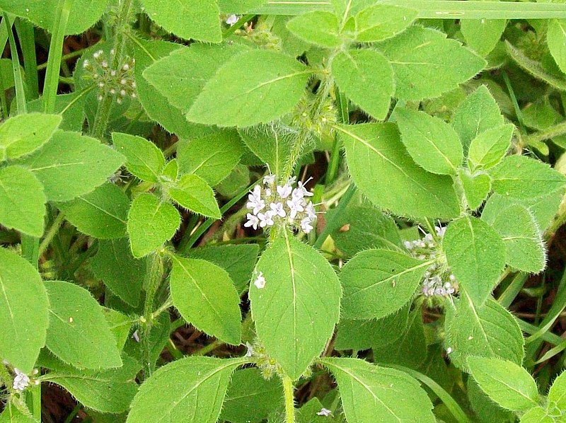 Stories from the Wigwam: Medicinal Monday - Wild Mint - Refreshing and ...