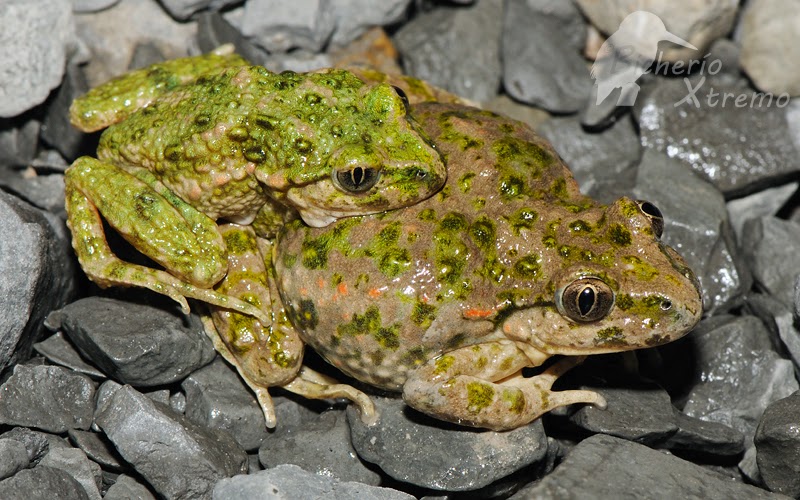 Bicherío Xtremo: Sapillos moteados en Valdeolea...