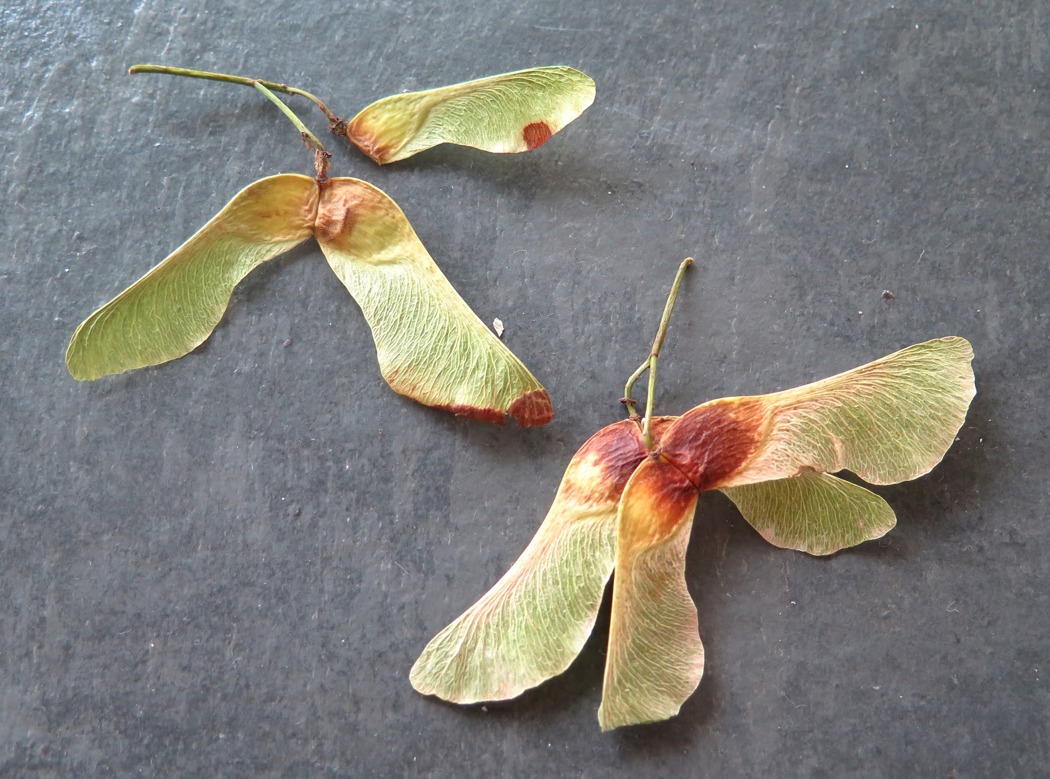 Glosario botánico con imágenes - Letra S