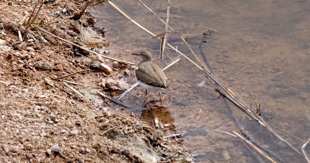 Samin luontokuvia nature photos: RANTASIPI The common sandpiper ...