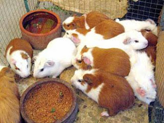 Alimentación y engorde del cuy | crianza de cuyes conejos y mascotas