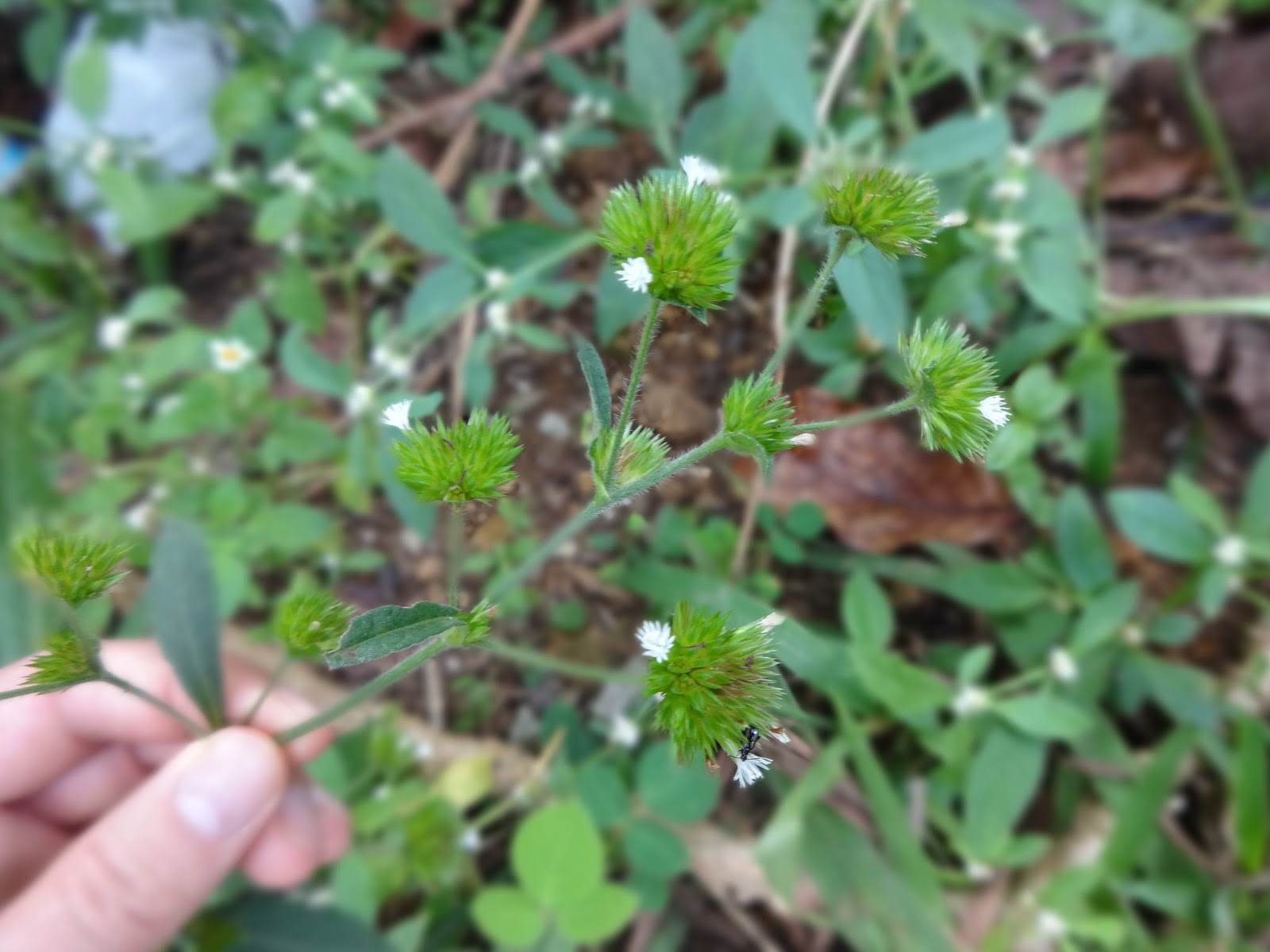 Herbs from Distant Lands: Elephantopus scaber, Elephantopus mollis ...
