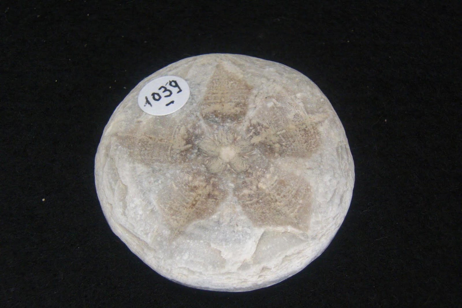 FOSSILES DE CHARENTE-MARITIME ET AUTRES ORIGINES: CRINOÏDES