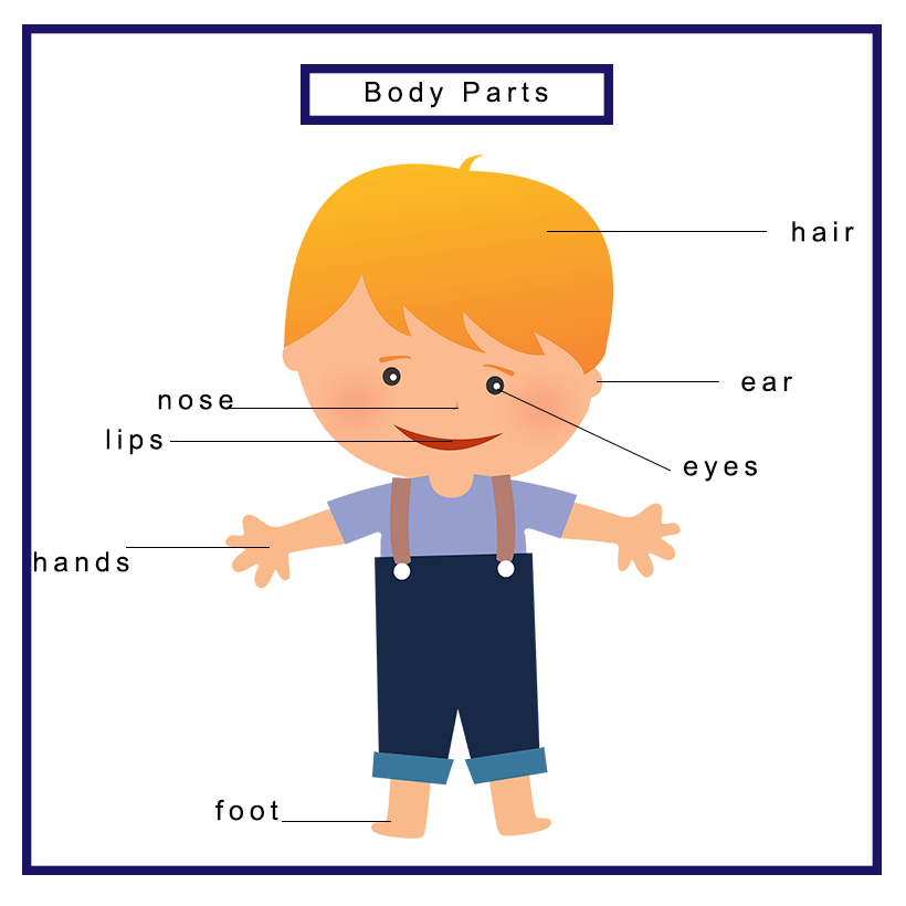 Body parts and their use