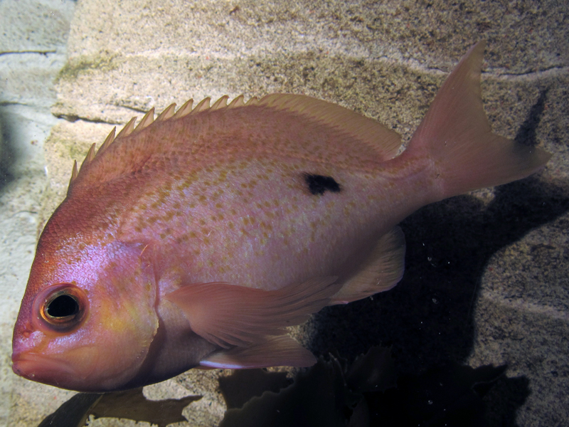 AQUATICHYK: BUTTERFLY PERCH / Casioperca lepidoptera