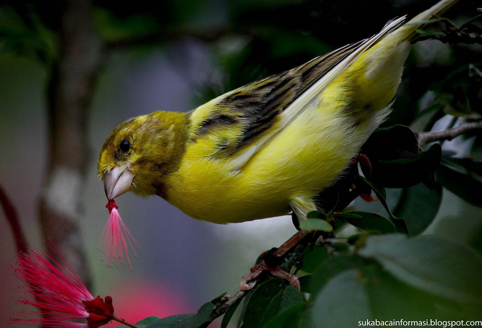 Kumpulan Foto Burung Kenari