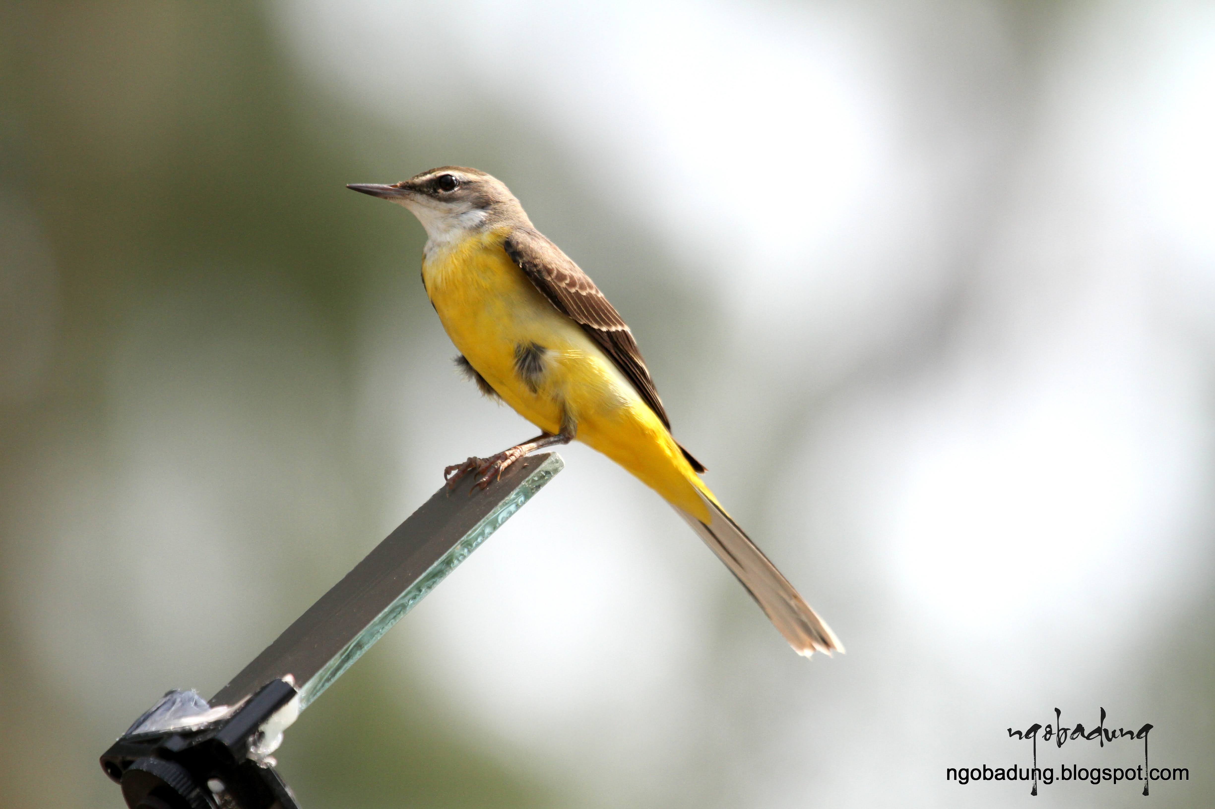 ngobadung & Hoian: CHIM CHÌA VÔI - Motacilla Alba - những hình ảnh