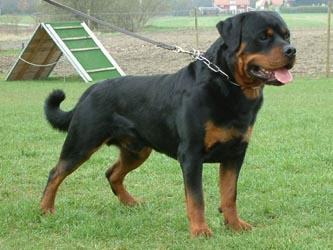 kelvin black: Rottweiler