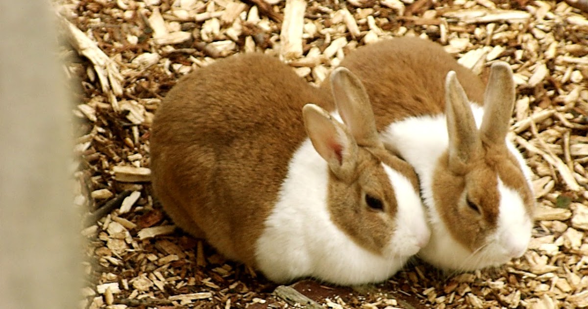 Professor P.Brain's blog: Rough for Rabbits