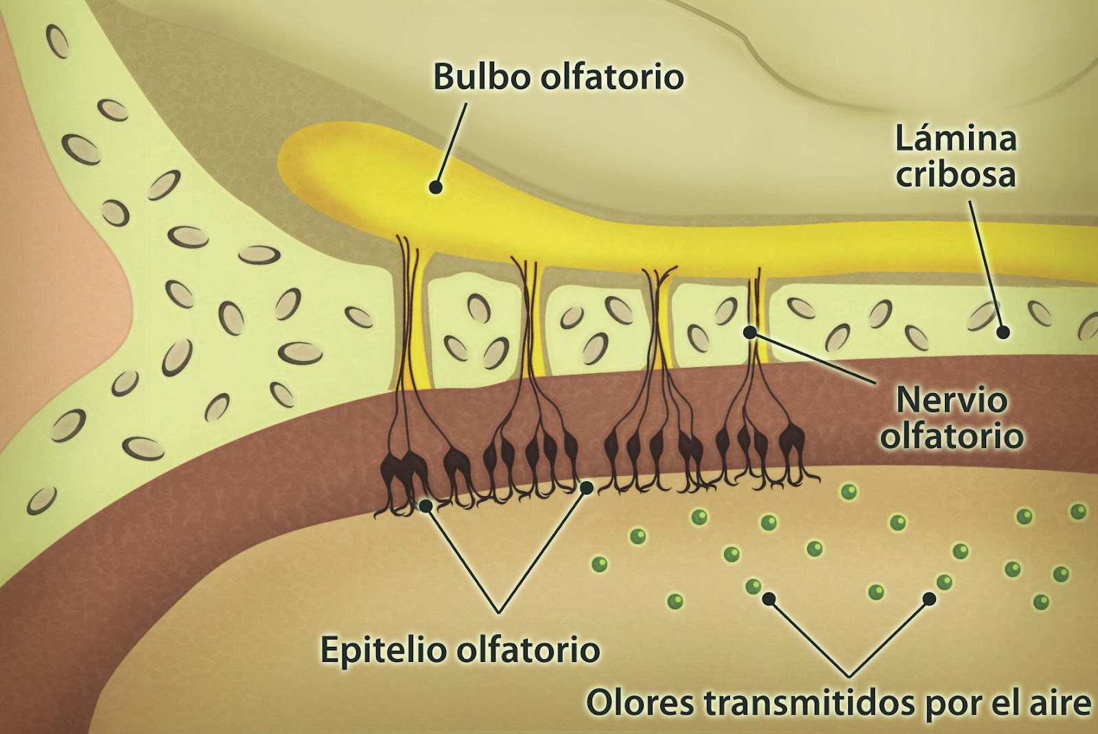 La Mitocondria: Nuestros tejidos VI: Tejidos epiteliales (epitelio ...