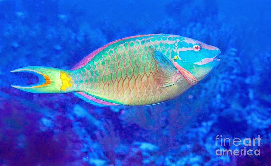 PARROTFISH photos - wallpapers (ανανεωμένο) | the fun bank