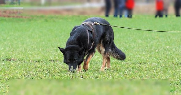 the dog German Shepherd - education courses - assistance dogs ...