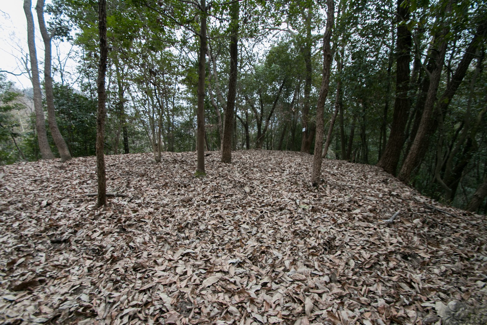 Niitakayama Castle -Intellectual pillar of Mouri clan (2)- | Japan ...