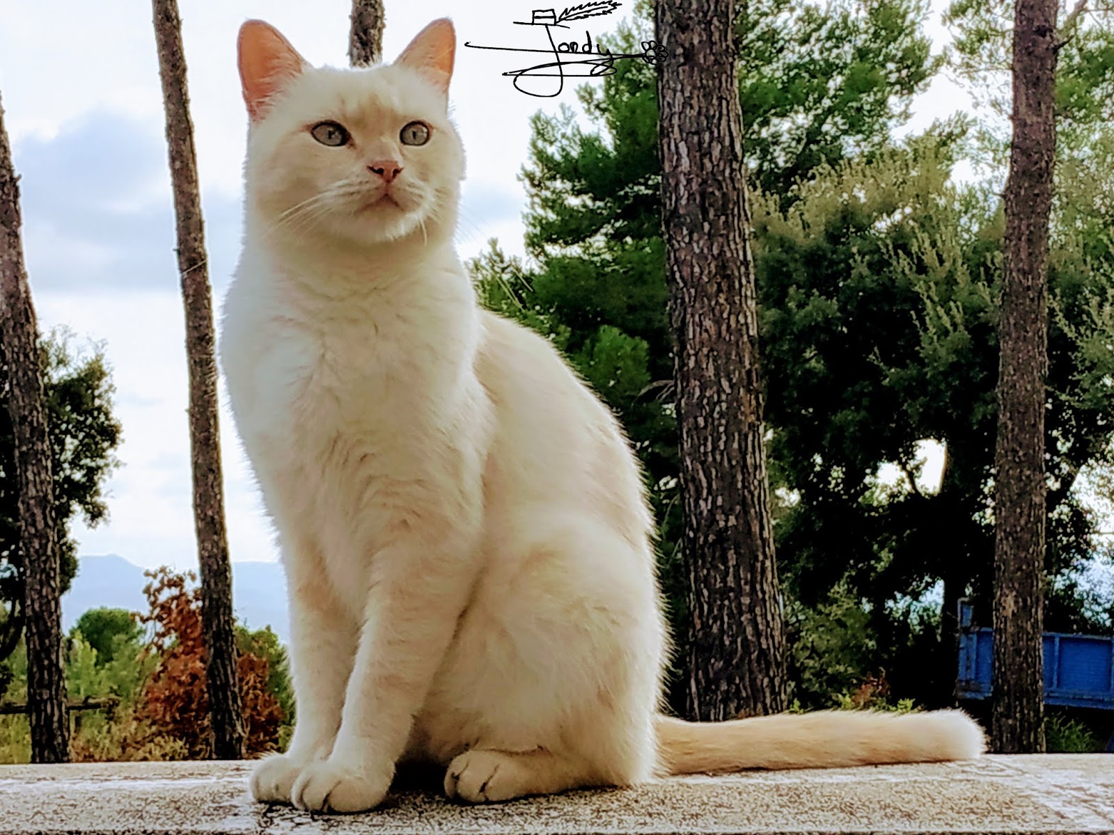 FOTOGRAFIANDO: Gato Posando