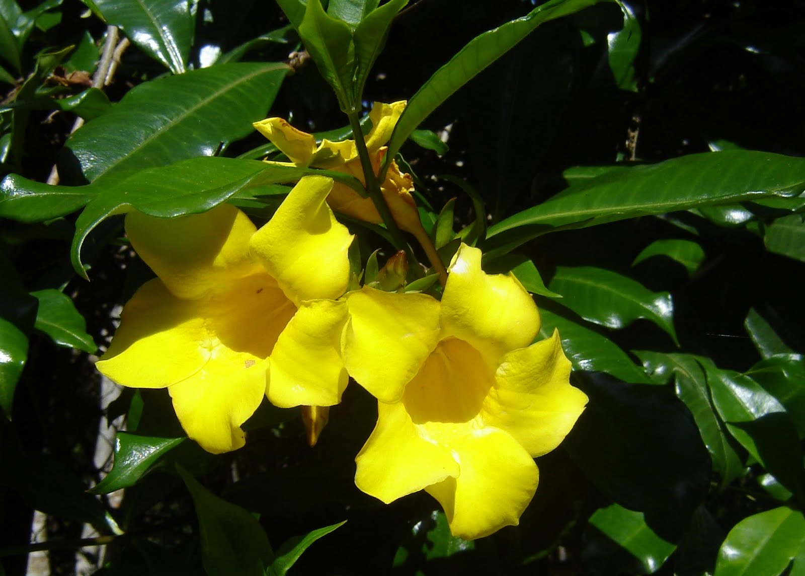 Klasifikasi Bunga Allamanda ( Allamanda cathartica ) | Haykal & Hari ...