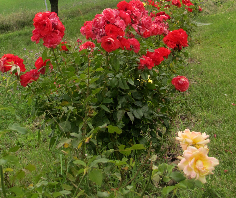 Des roses et Rainer Maria Rilke | Paysages et Fleurs au fil de l'eau