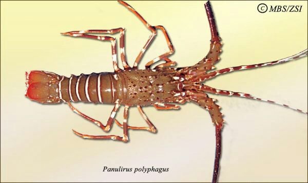 Mengenal Jenis Lobster dan Karakteristiknya - Lalaukan